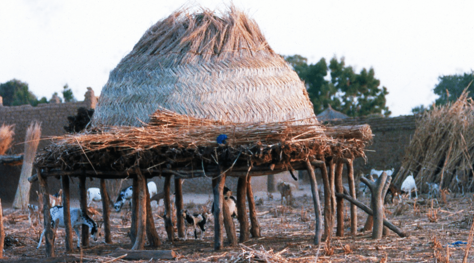 Reaching the Fulani people - SIM International